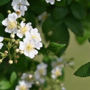 NJDEP| Invasive Species | Invasive Plants