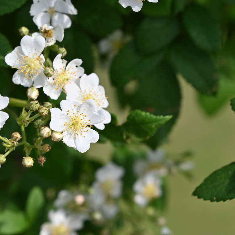 NJDEP| Invasive Species | Invasive Plants