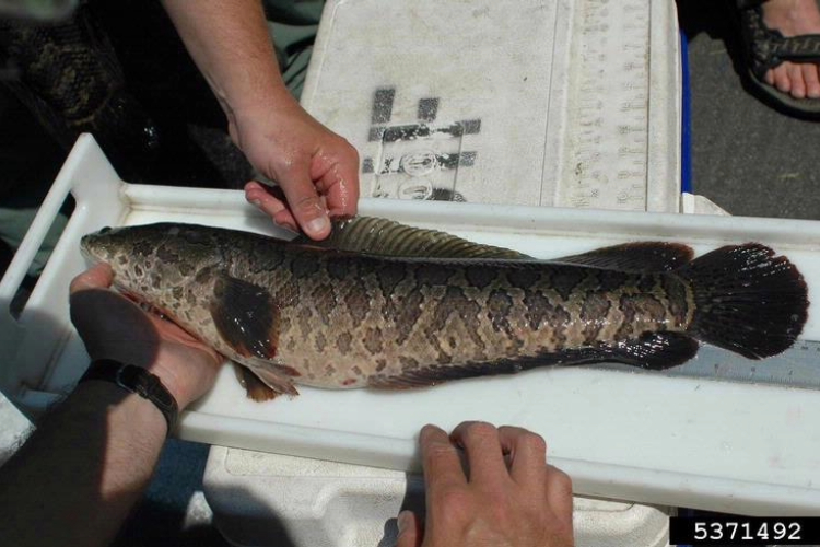 NJDEP| Invasive Species | Invasive Animals and Pests