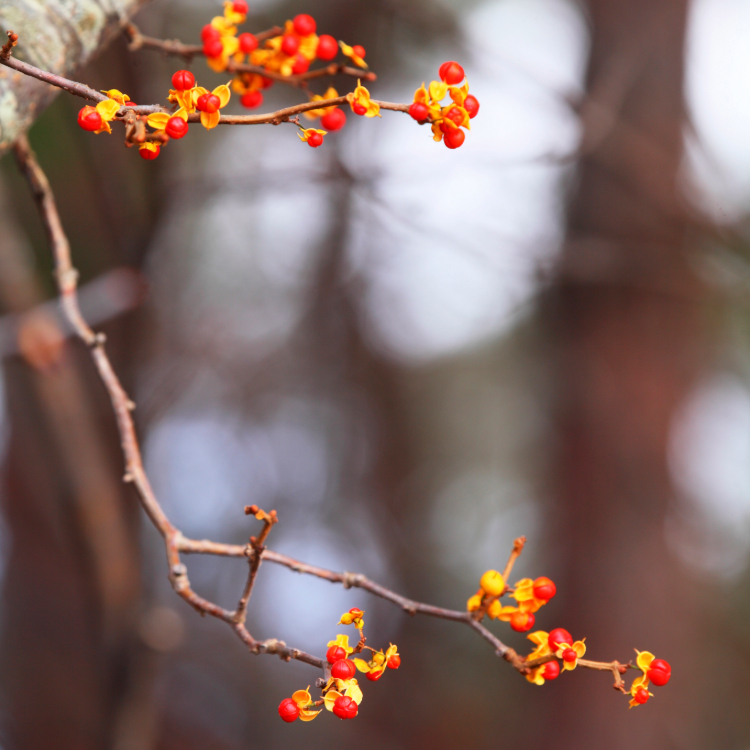 NJDEP| Invasive Species | Invasive Plants