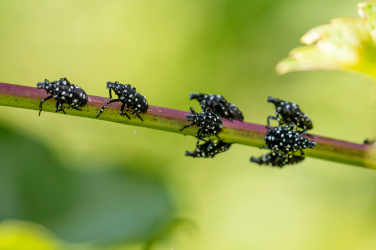 NJDEP| Invasive Species | Invasive Animals and Pests