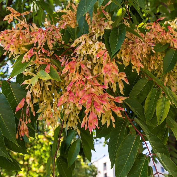 NJDEP| Invasive Species | Invasive Plants