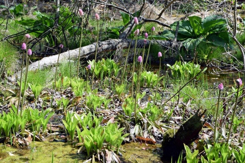 NJDEP| News Releases | $250,000 Federal Grant to Help Protect Globally ...