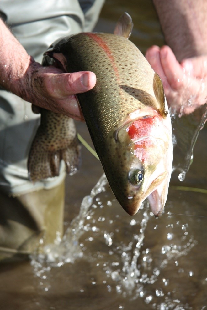 NJDEP| News Releases | DEP to Begin Fall Trout Stocking Statewide on ...