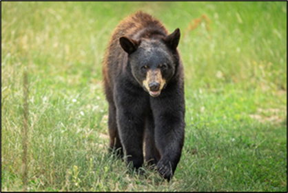 NJDEP| News Releases | Residents Urged to Be Aware of Black Bears and ...