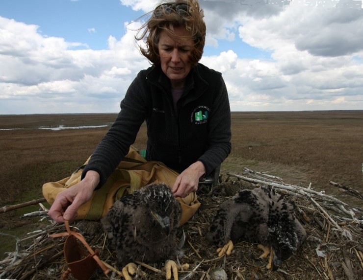 NJDEP| Fish & Wildlife | Murphy Administration Removes Bald Eagle And ...