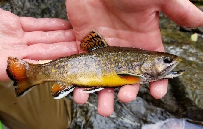 NJDEP| News Releases | NJDEP Fish & Wildlife To Spearhead Effort To ...