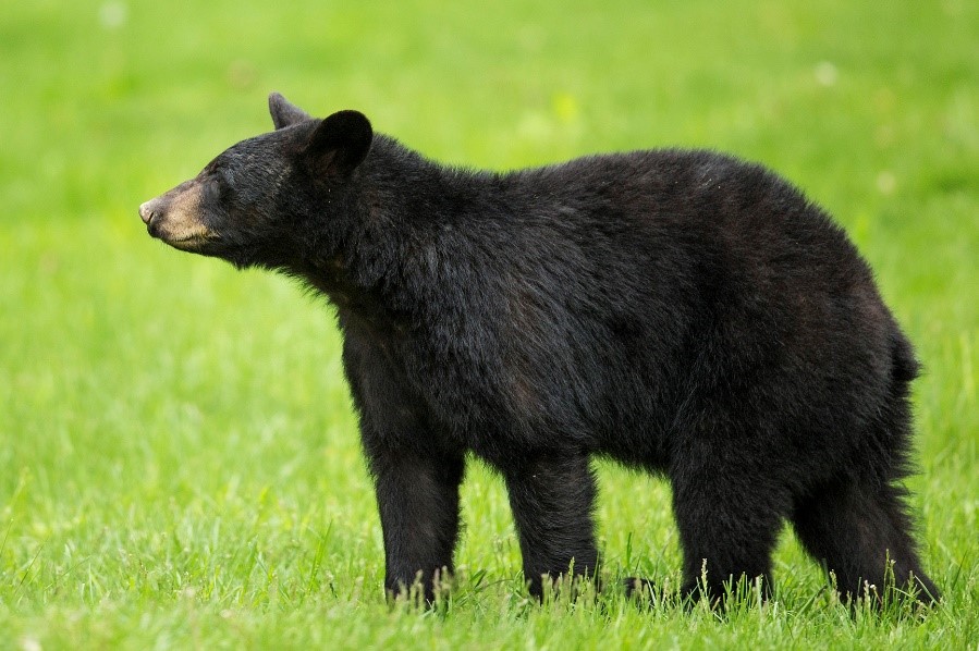 NJDEP| News Releases | NJDEP Advises Public to Be Aware of Black Bears ...