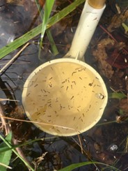 NJDEP| News Releases | Public Urged to Reduce Mosquito Population and ...