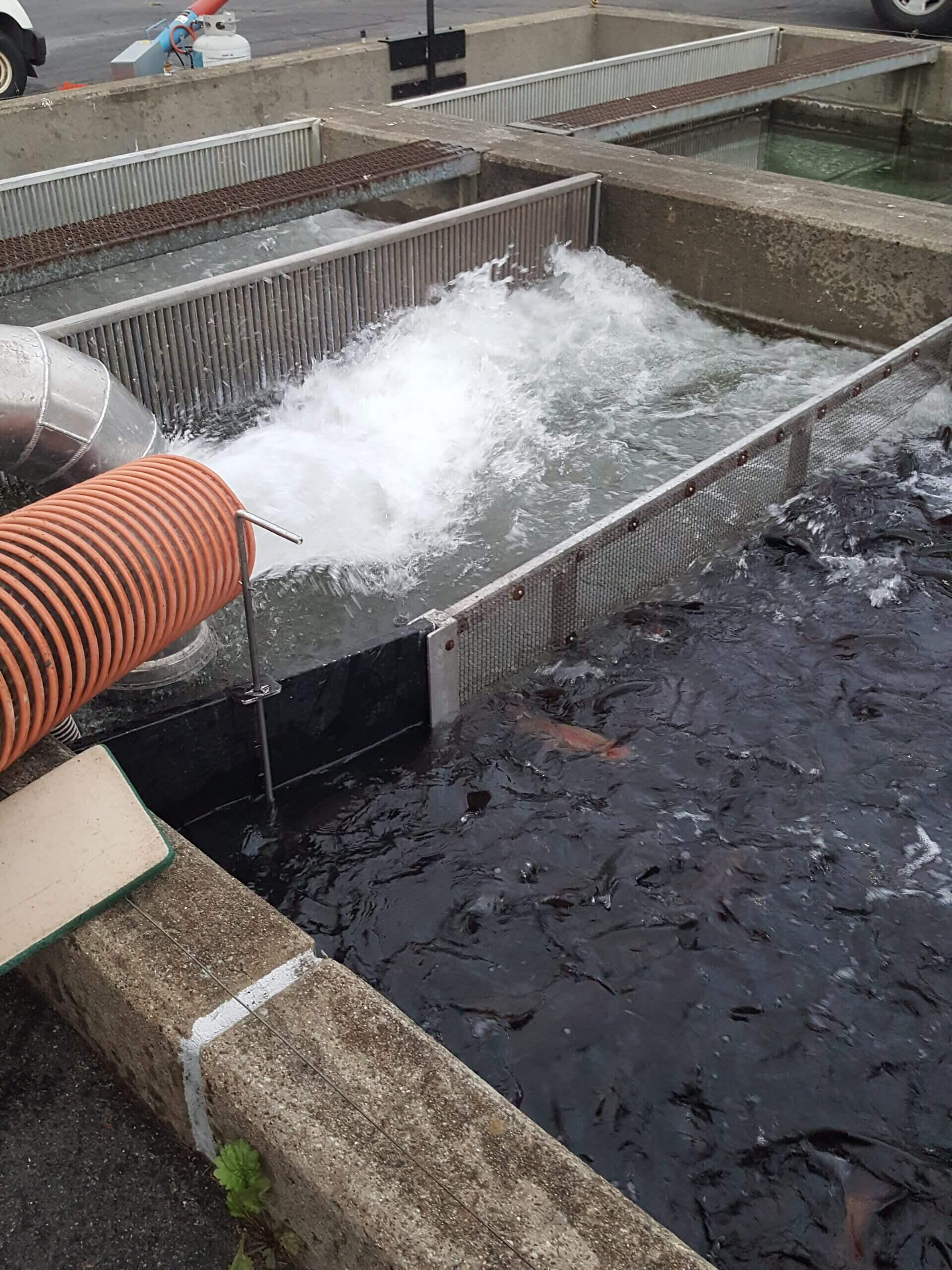 NJDEP| Fish & Wildlife | Pequest Hatchery Operations