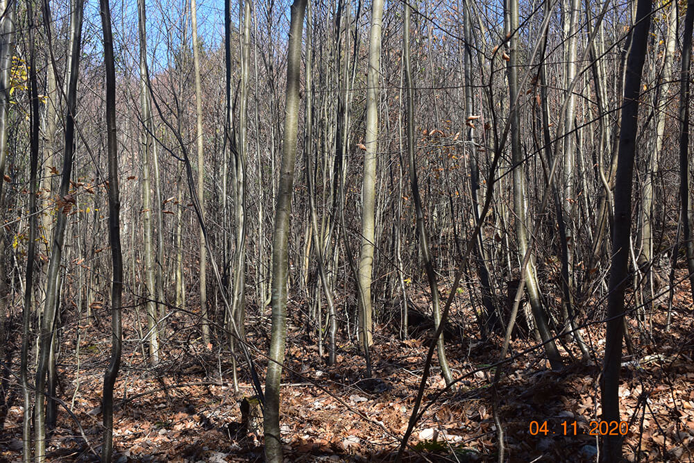 NJDEP| Fish & Wildlife | Maintaining Young Forest Habitat at Flatbrook ...