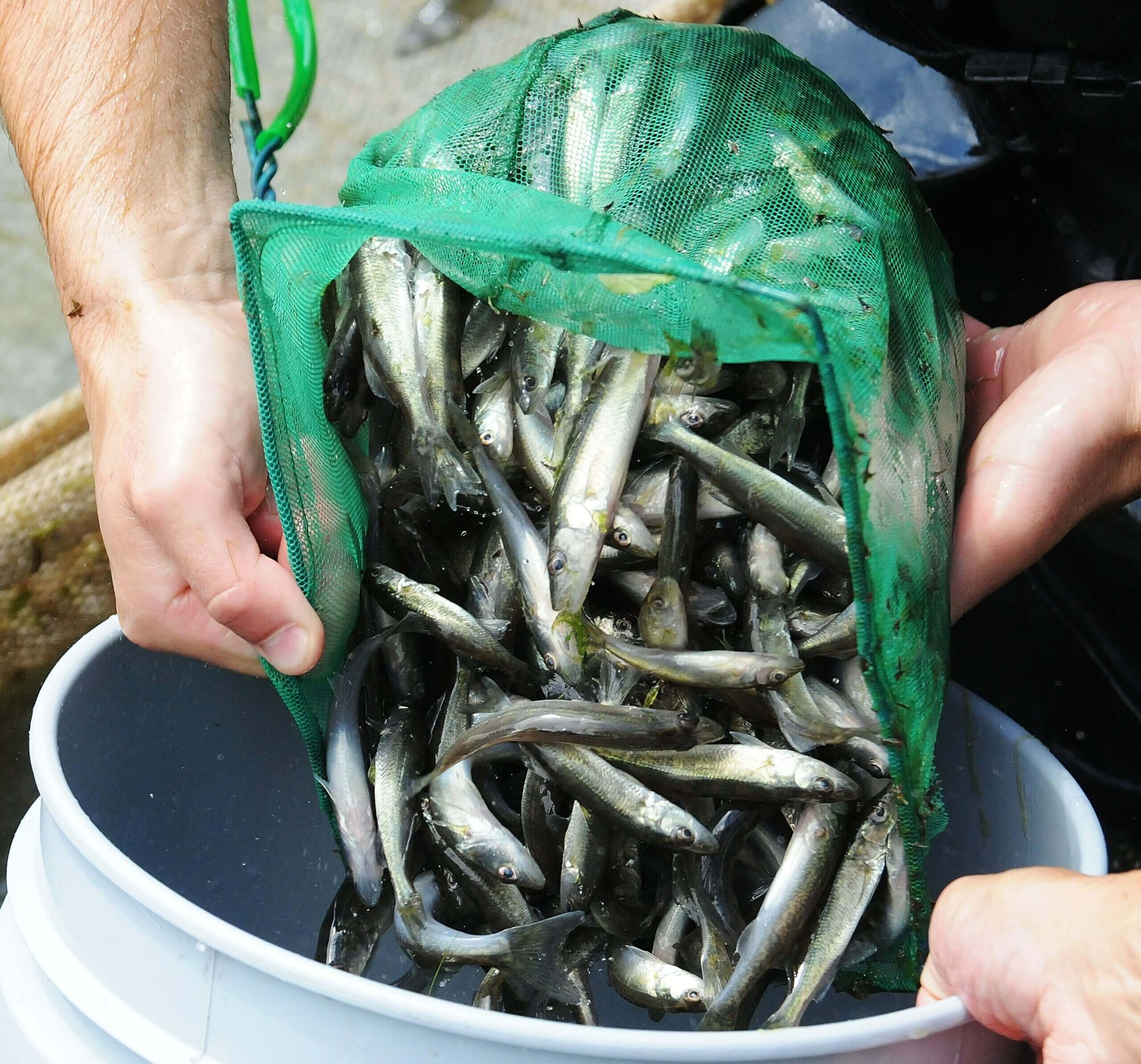 NJDEP| Fish & Wildlife | Pond Work and Harvesting at the Hackettstown ...
