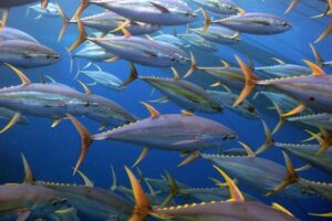 NJDEP| Fish & Wildlife | Highly Migratory Species: Regulations and ...