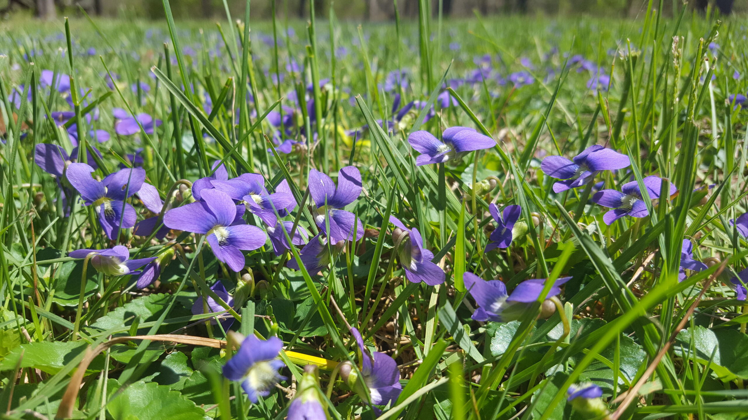 NJDEP| Fish & Wildlife | Backyard Habitats