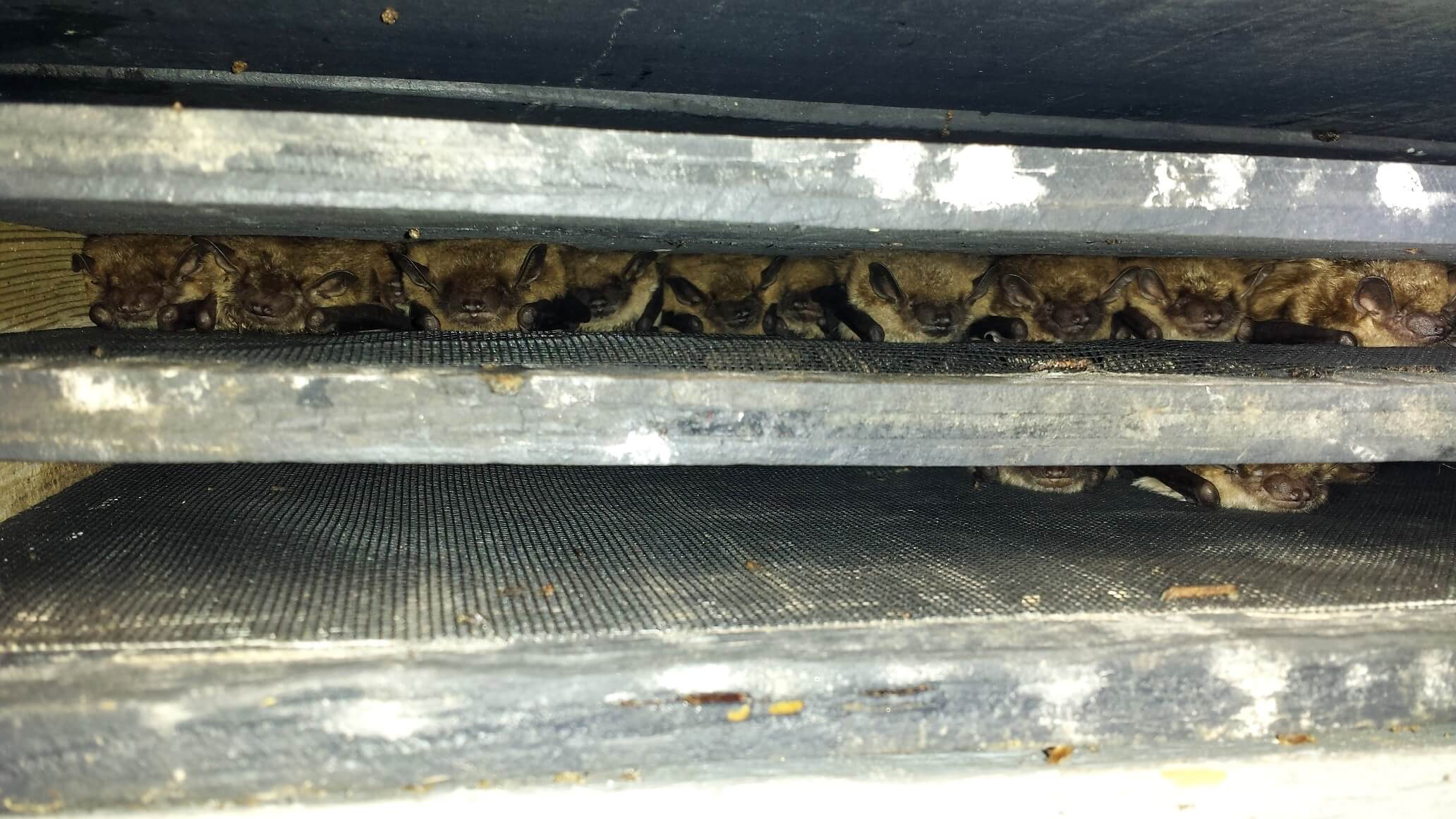 NJDEP| Fish & Wildlife | Bats in Buildings