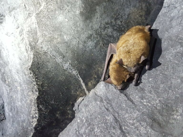 NJDEP| Fish & Wildlife | New Jersey's Mammals