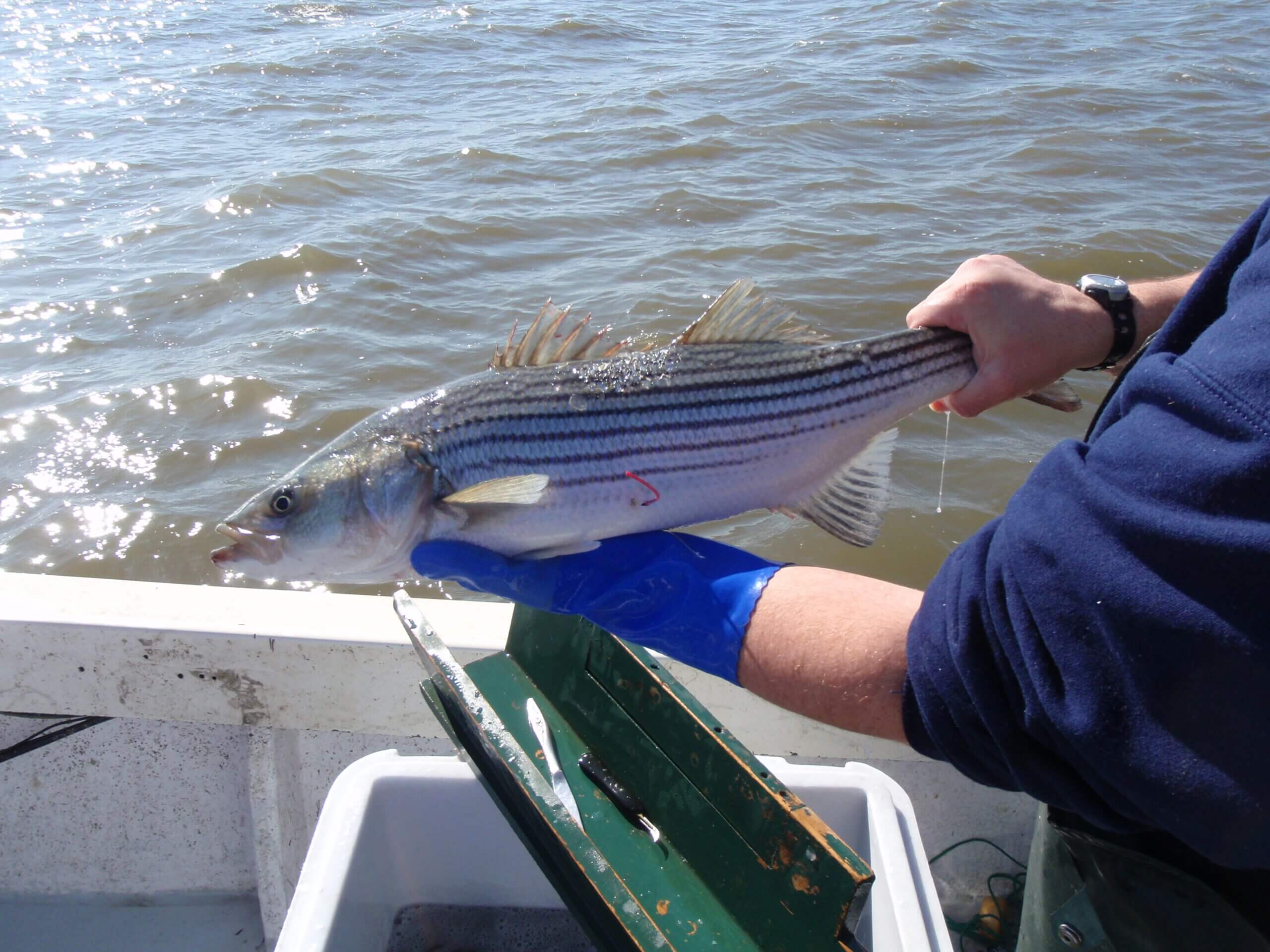 NJDEP Fish Wildlife Striped Bass Tagging Survey