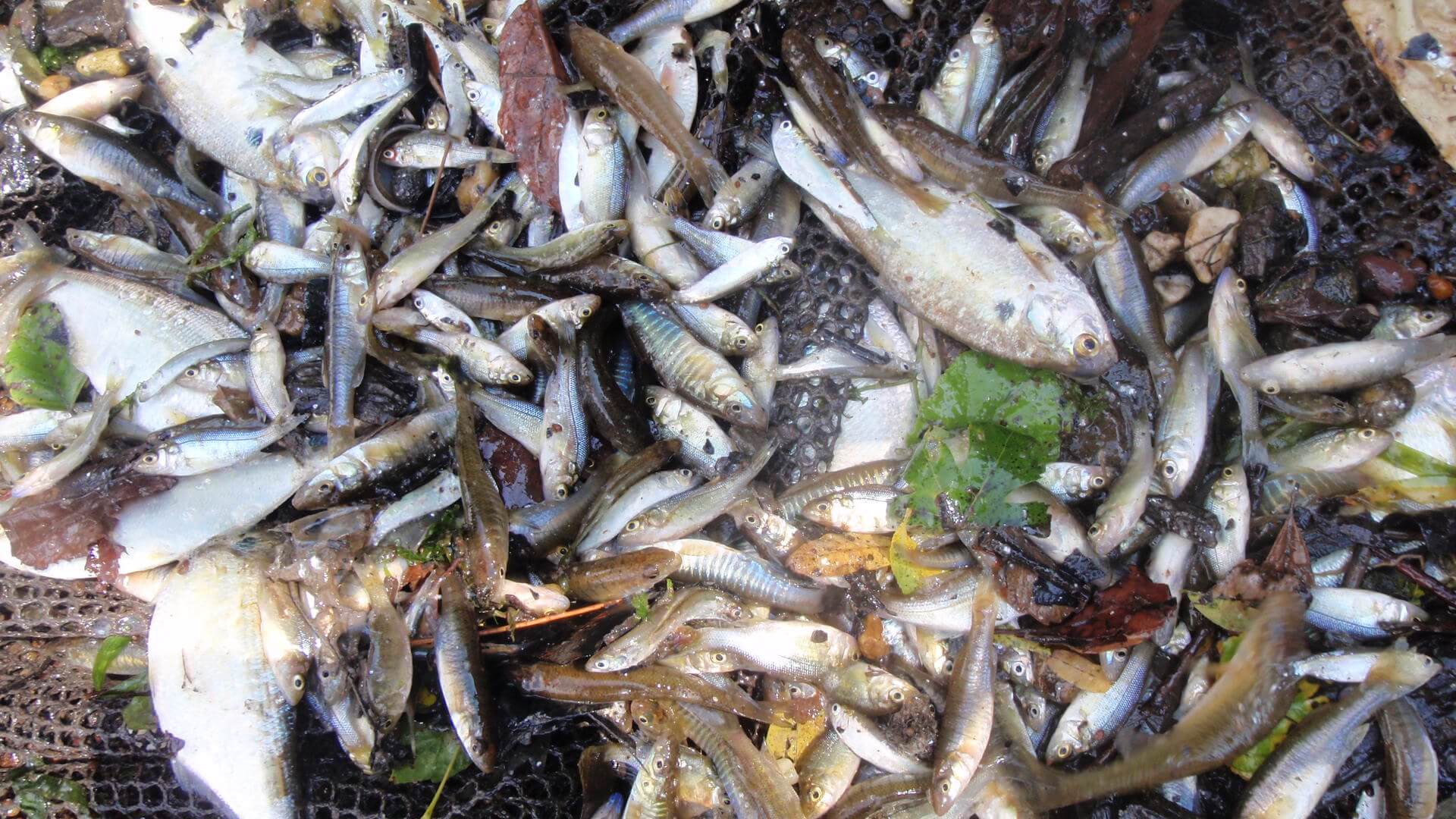 NJDEP| Fish & Wildlife | Delaware River Striped Bass Recruitment Seine ...