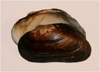NJDEP| Fish & Wildlife | Freshwater Mussels