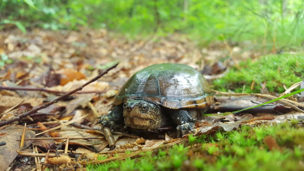 NJDEP| Fish & Wildlife | Reptiles and Amphibians in New Jersey