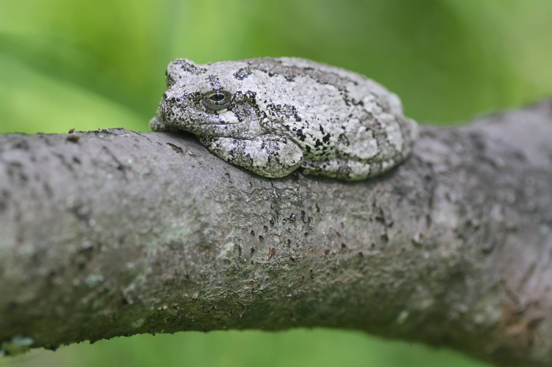 NJDEP| Fish & Wildlife | Reptiles and Amphibians in New Jersey