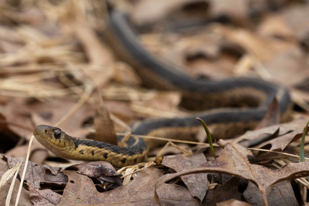 NJDEP| Fish & Wildlife | Snake Help