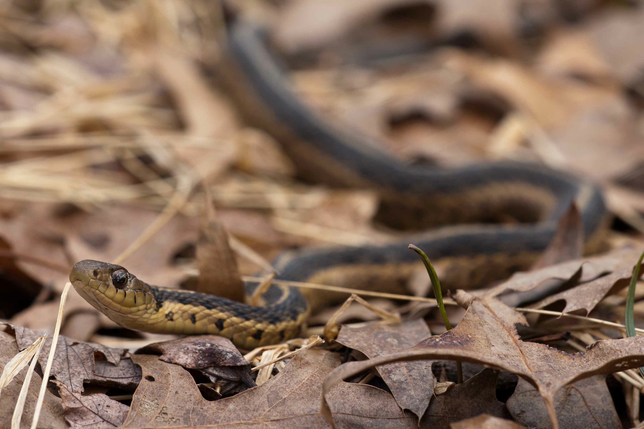 NJDEP| Fish & Wildlife | Snake Help
