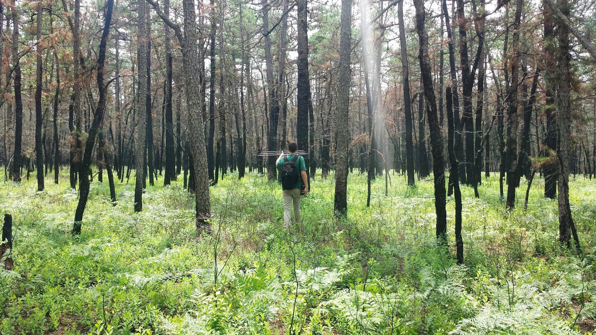 NJDEP| Fish & Wildlife | Bat Conservation