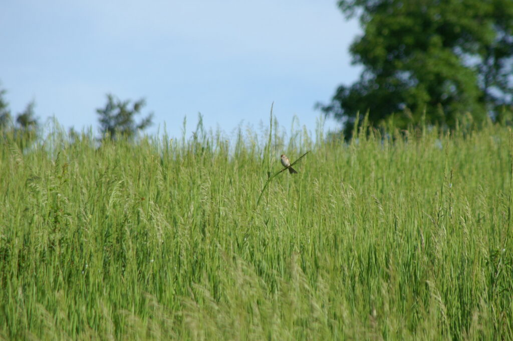 NJDEP| Fish & Wildlife | Habitat Management for Grassland Birds