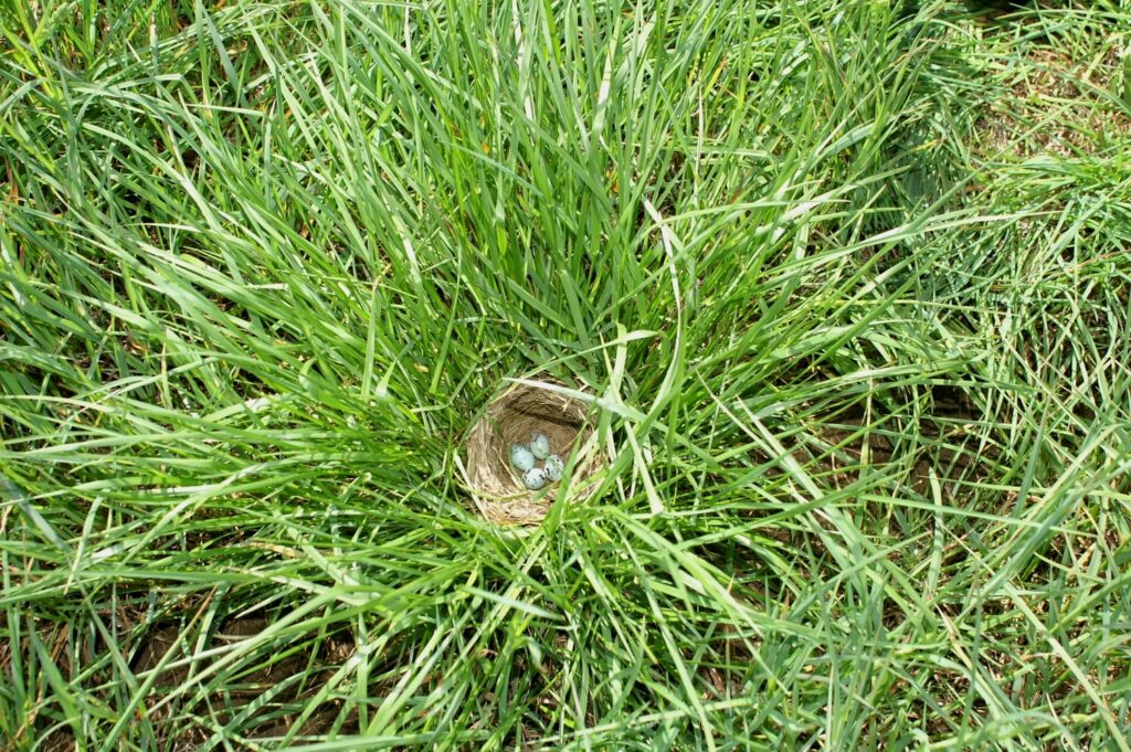 NJDEP| Fish & Wildlife | Habitat Management for Grassland Birds