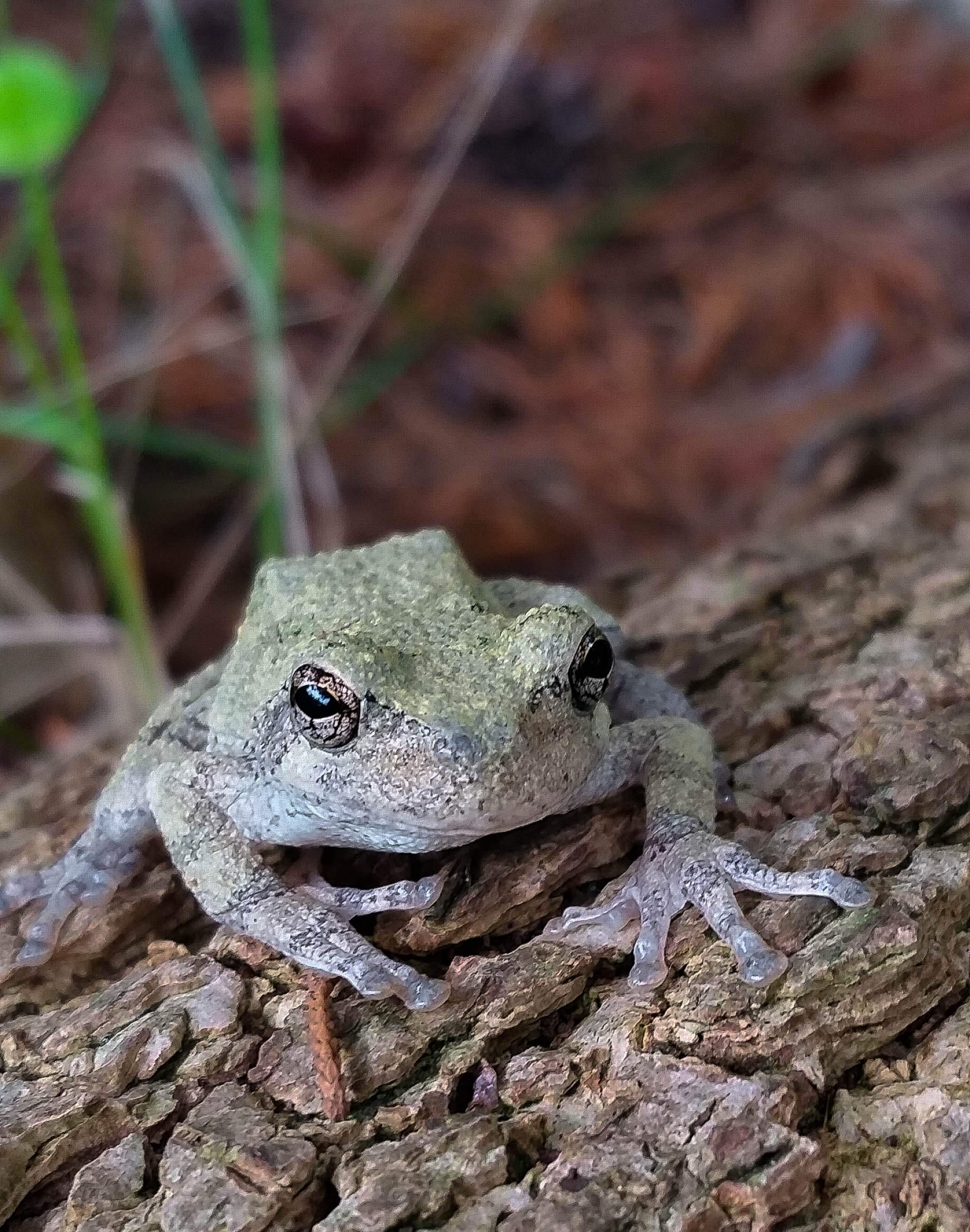 NJDEP| Fish & Wildlife | Species Status Assessment