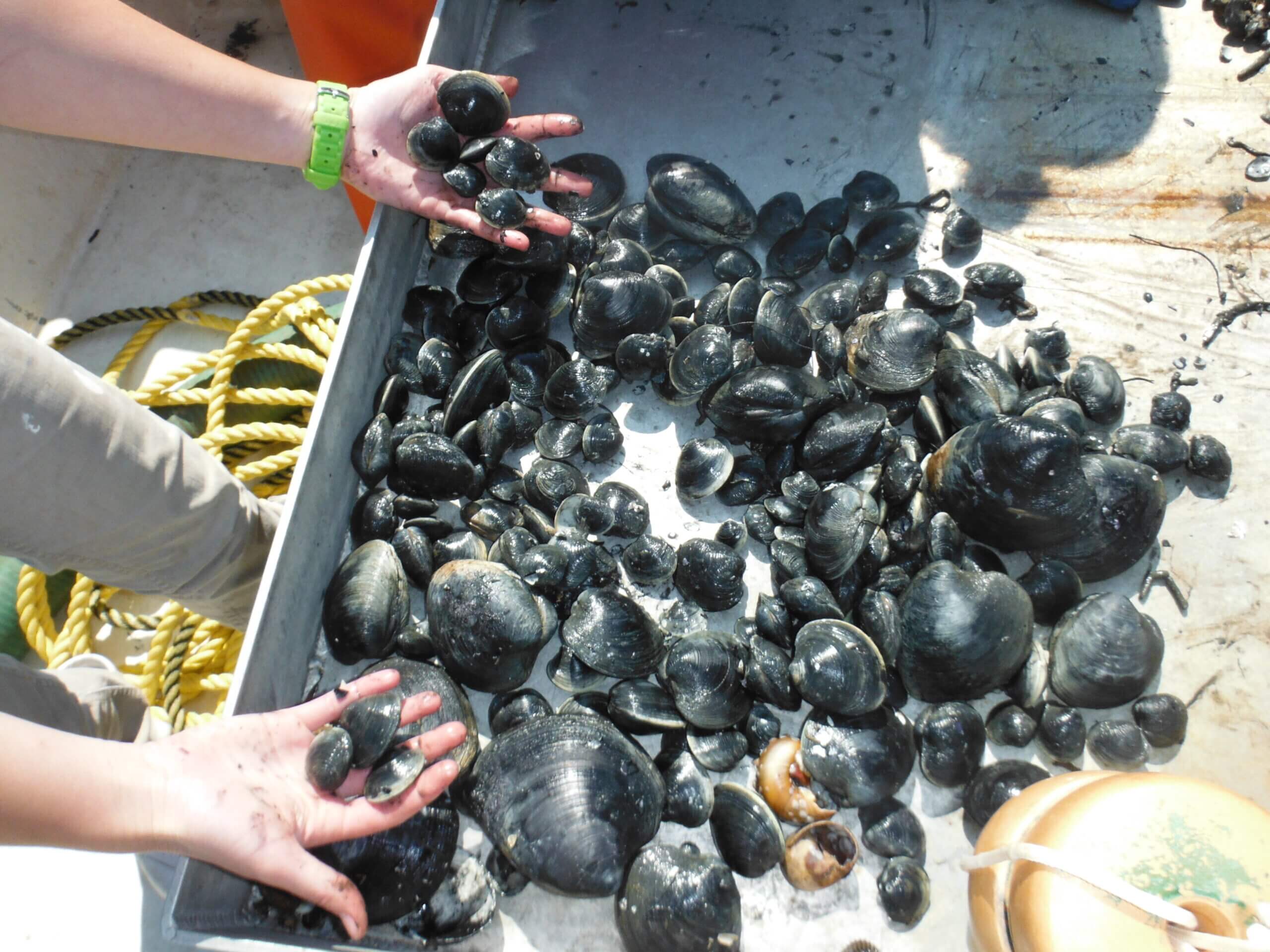 NJDEP| Fish & Wildlife | Inventory of New Jersey’s Estuarine Shellfish ...