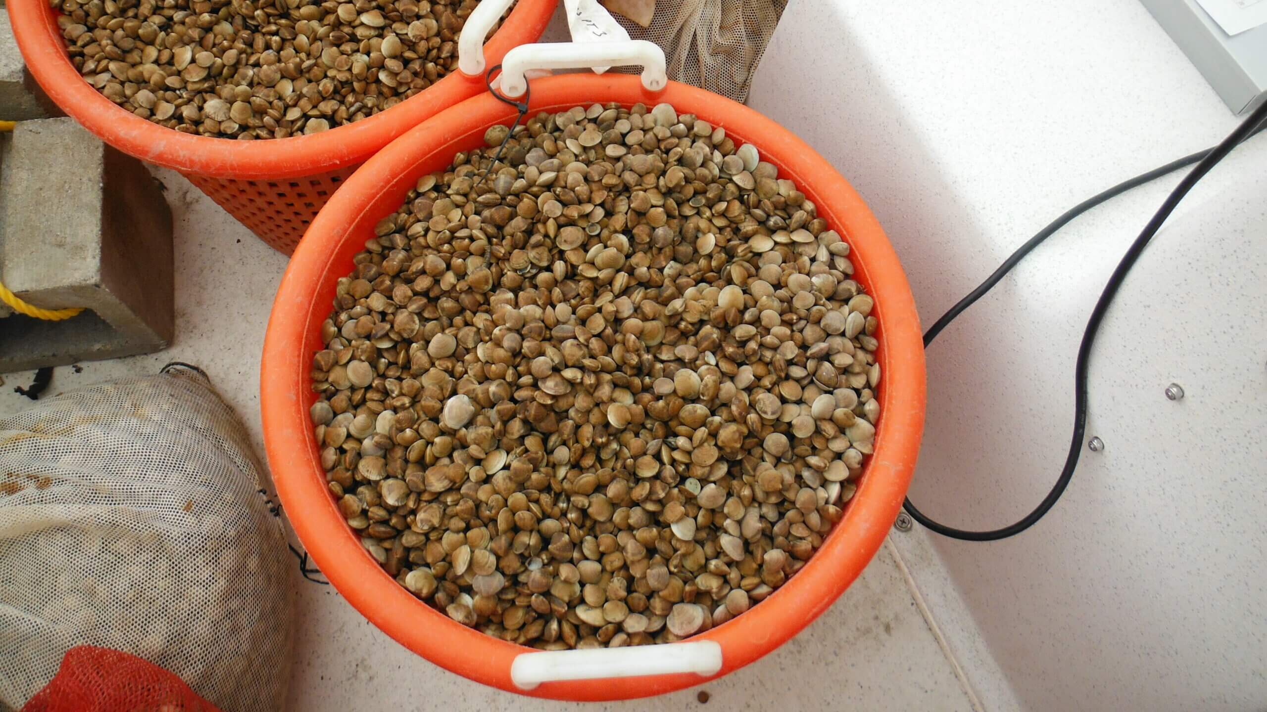 NJDEP| Fish & Wildlife | Shellfish Enhancement