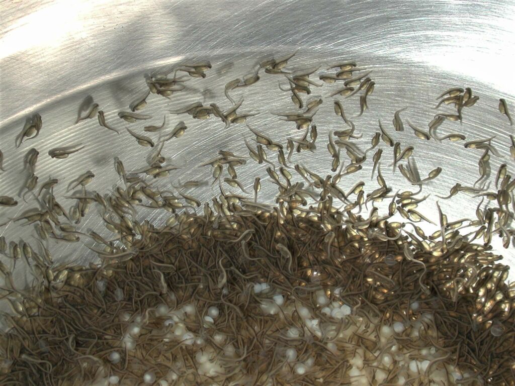 NJDEP| Fish & Wildlife | Trapnetting and Spawning Broodstock for the ...