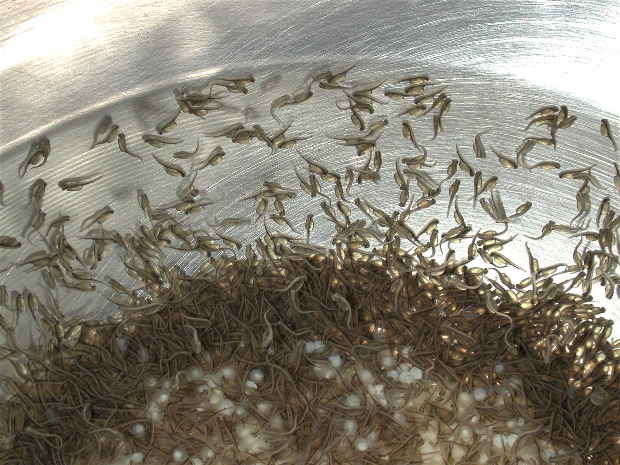 NJDEP| Fish & Wildlife | Trapnetting and Spawning Broodstock for the ...