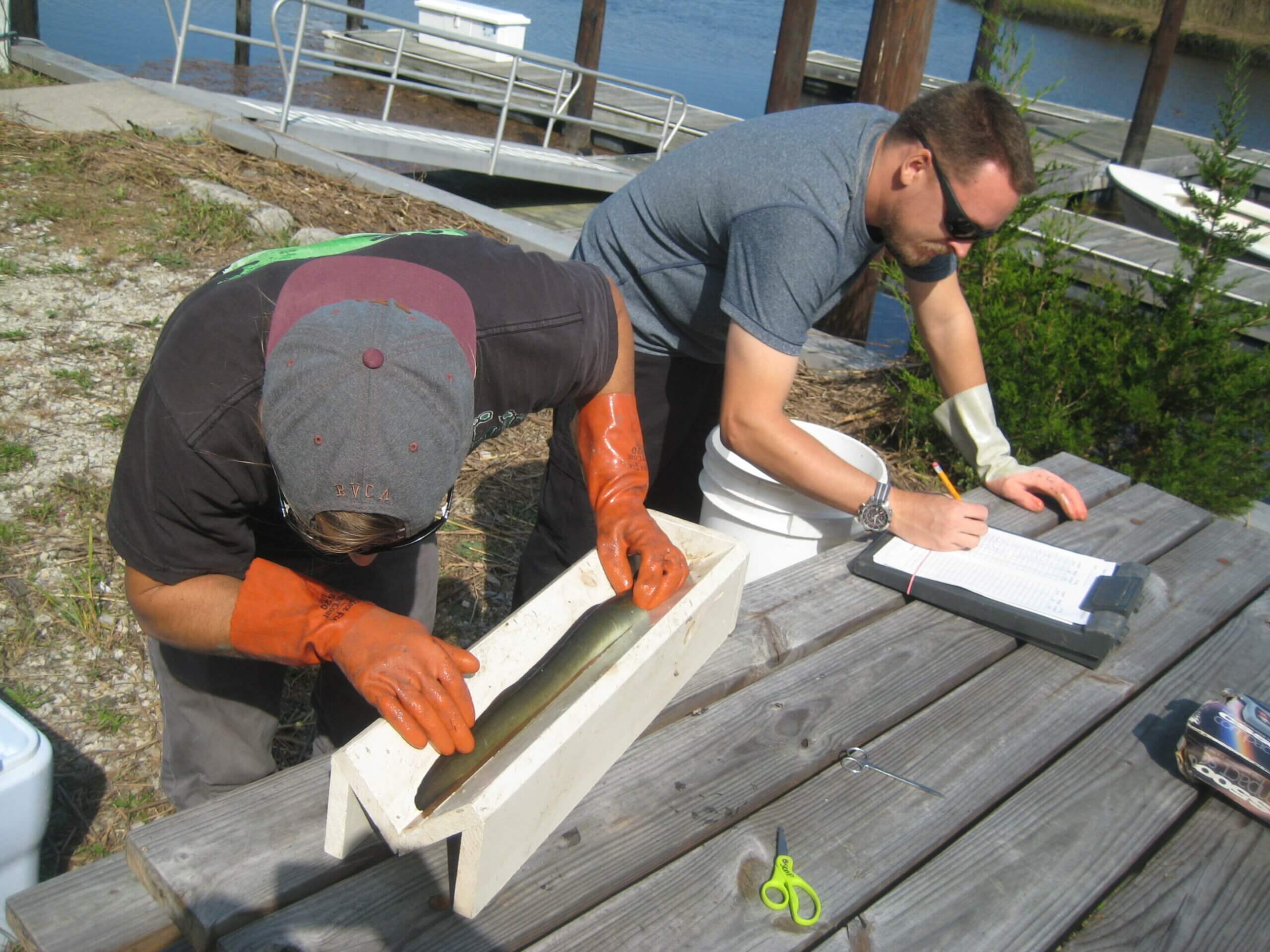 NJDEP| Fish & Wildlife | American Eel Research Project