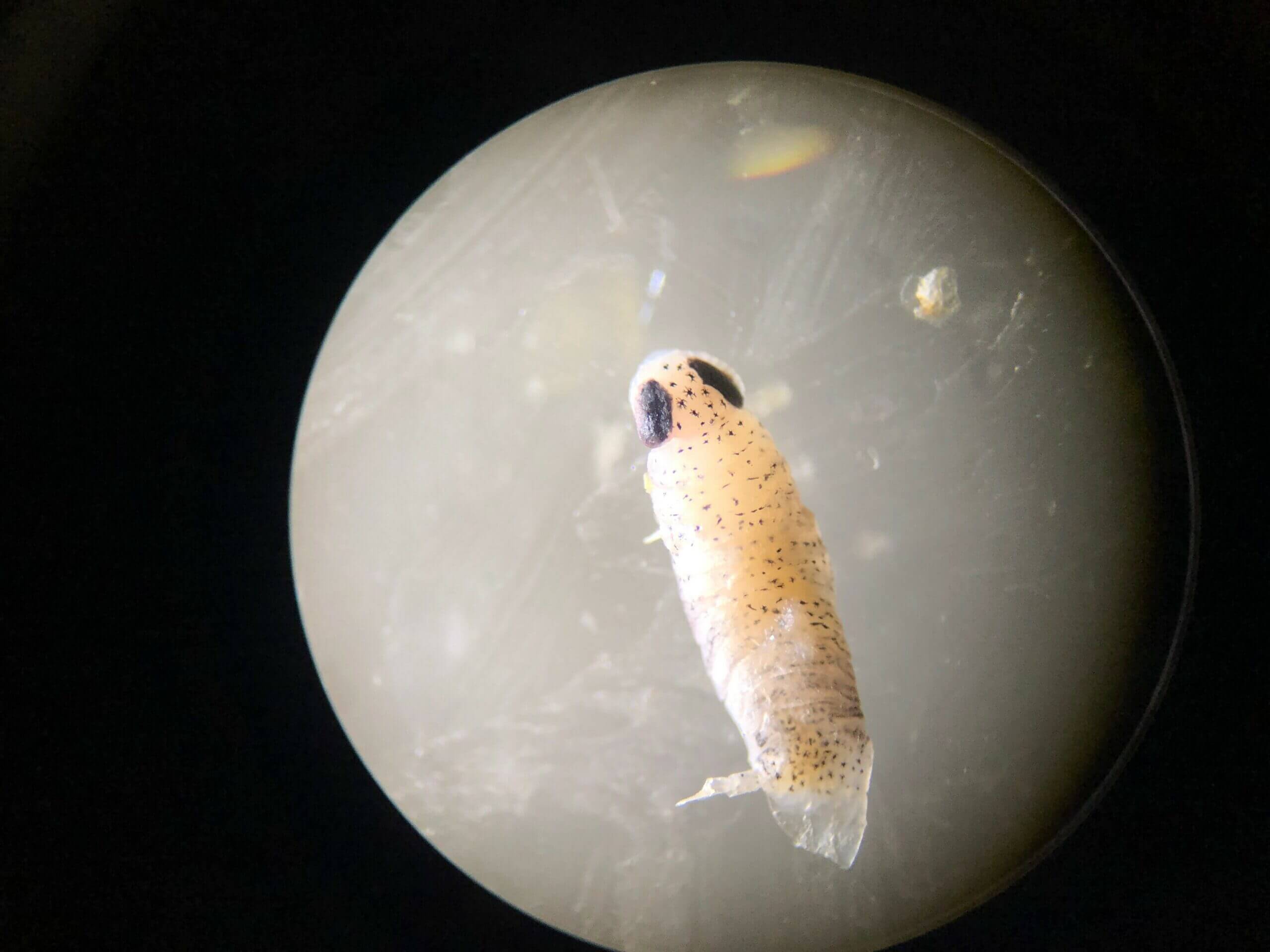 NJDEP| Fish & Wildlife | Diet Composition Study