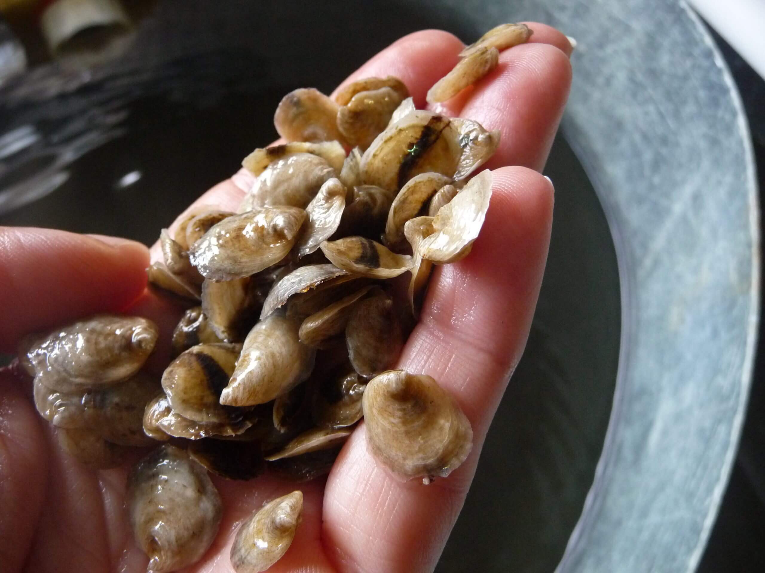 NJDEP| Fish & Wildlife | Shellfish Seed Information