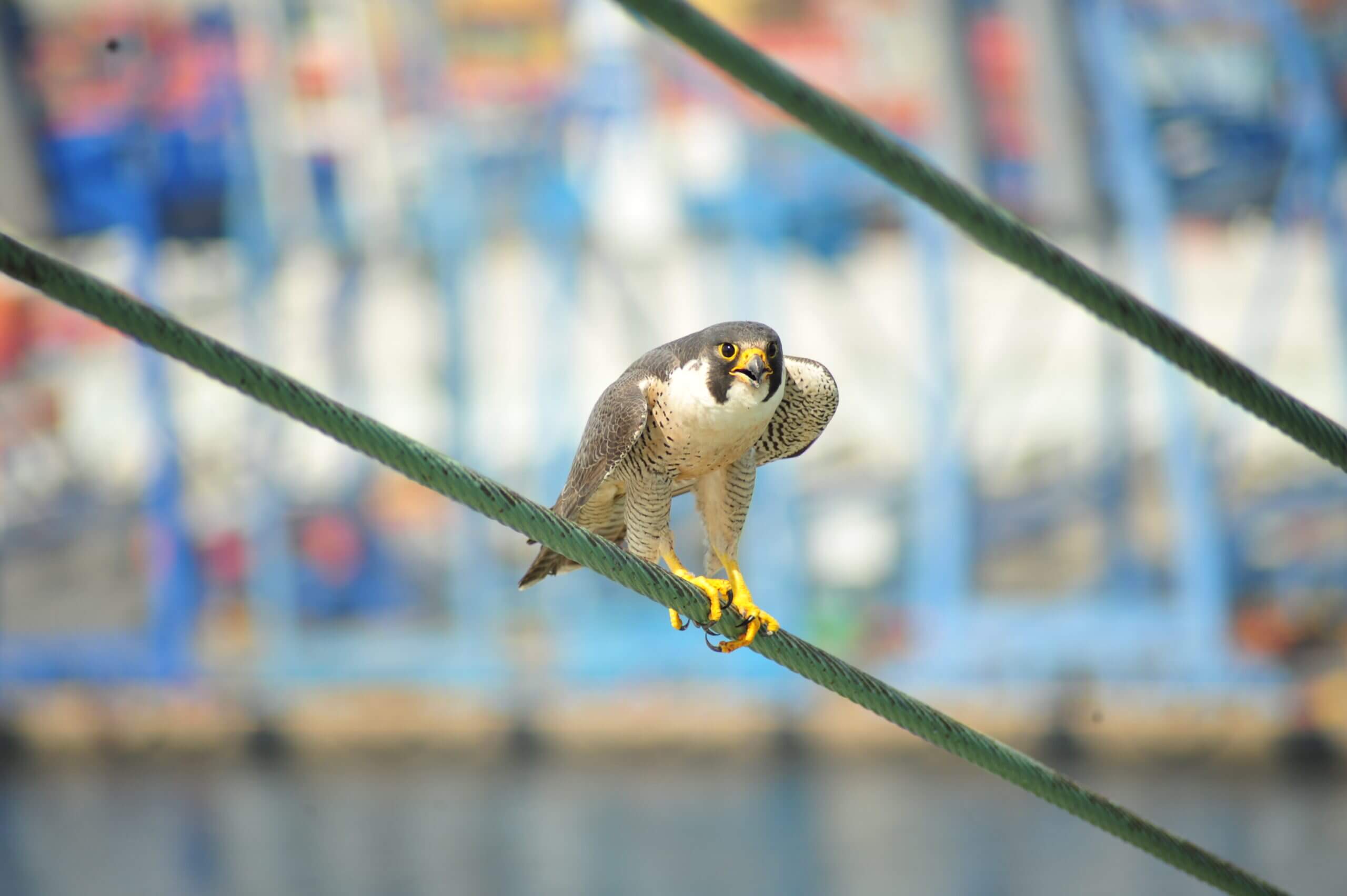 NJDEP| Fish & Wildlife | Urban and Community Lands