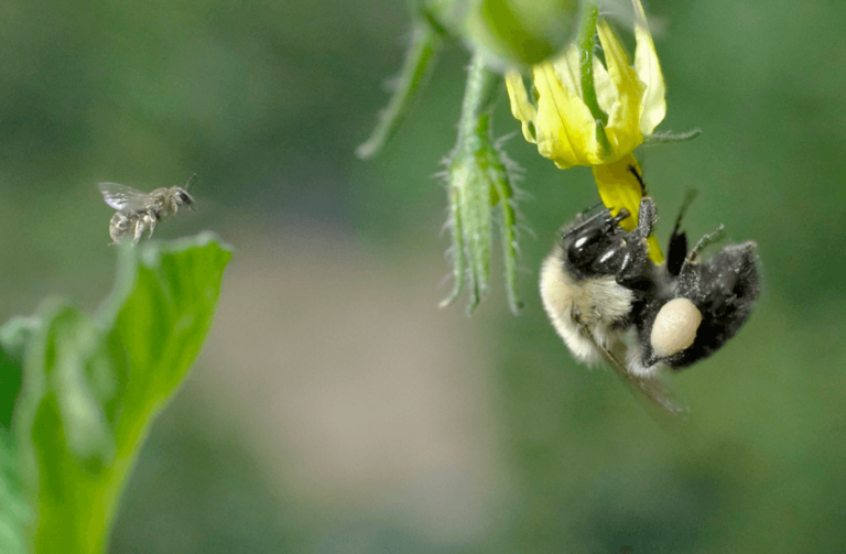 NJDEP| Fish & Wildlife | Bees and Other Pollinating Insects