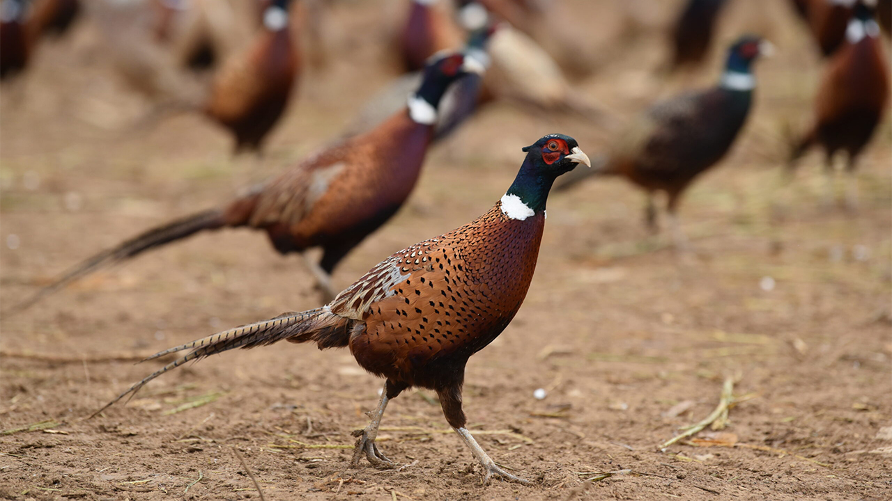NJDEP| Fish & Wildlife | Pheasants WILL NOT be stocked within Glassboro ...
