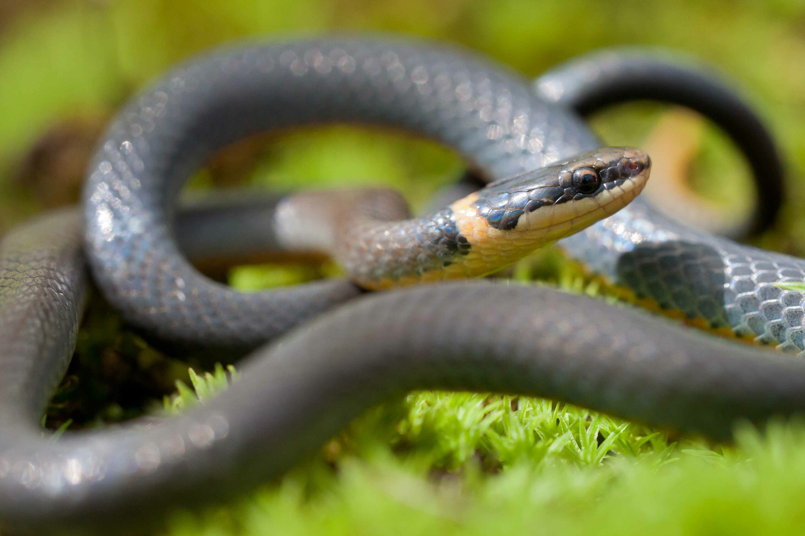 NJDEP| Fish & Wildlife | Snake Help