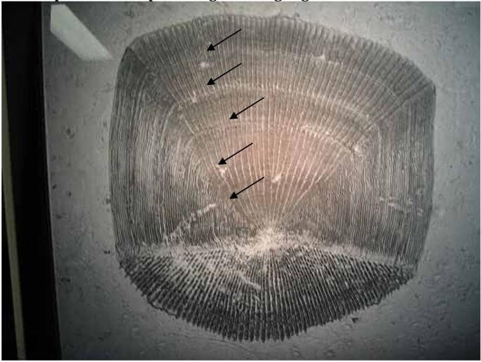 NJDEP| Fish & Wildlife | Party Boat and Tournament Sampling of Striped Bass