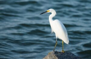 NJDEP| Fish & Wildlife | Birds