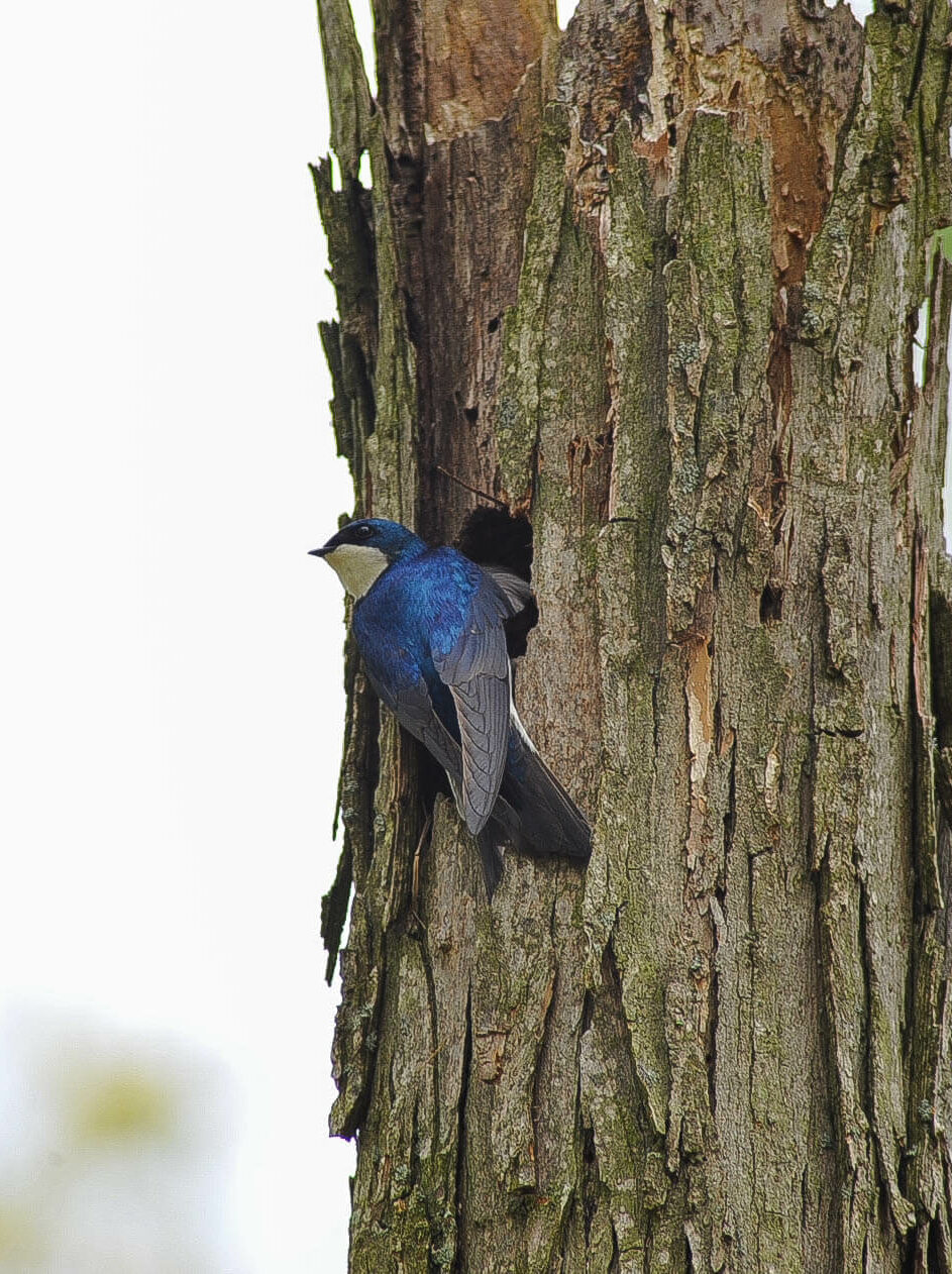 NJDEP| Fish & Wildlife | New Jersey's Songbirds