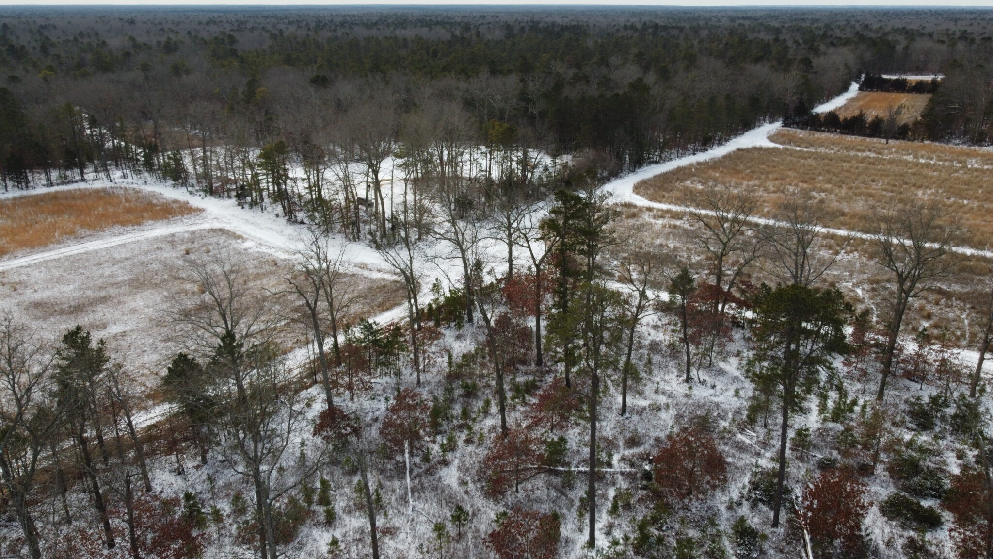 NJDEP| Fish & Wildlife | WMA of the Month - Peaslee