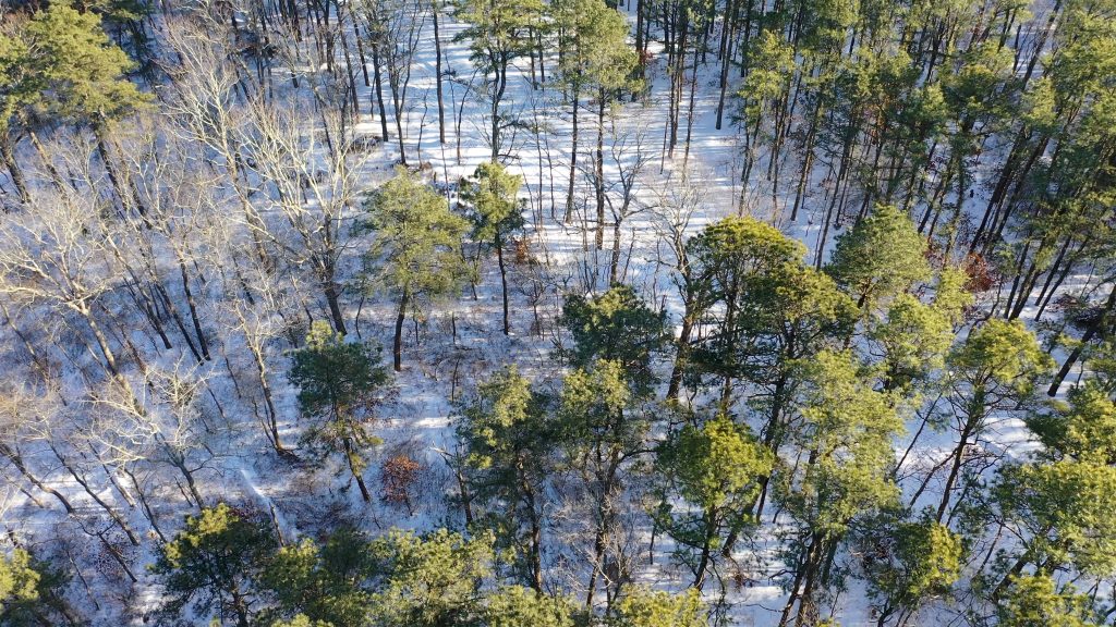 NJDEP| Fish & Wildlife | WMA Highlight - Turkey Swamp