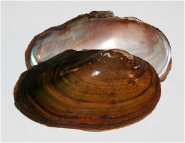 NJDEP| Fish & Wildlife | Freshwater Mussels