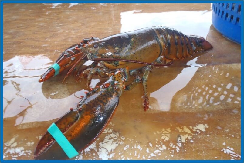 NJDEP| Fish & Wildlife | American Lobster Conservation