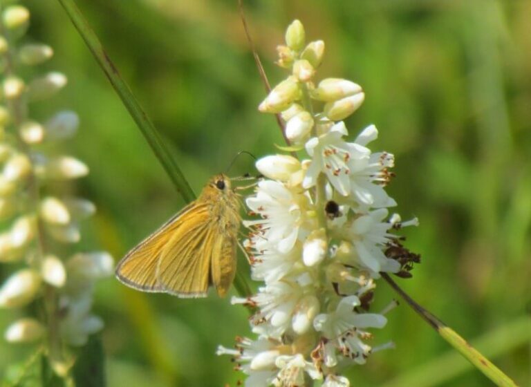 NJDEP| Fish & Wildlife | Butterflies